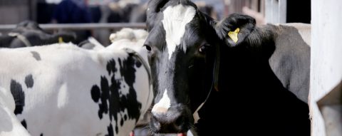 About - Craven Farm Vets